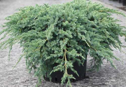 Juniperus squamata Blue Carpet