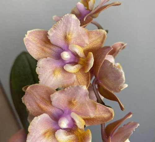 Орхидея Дасти Бель бабочка