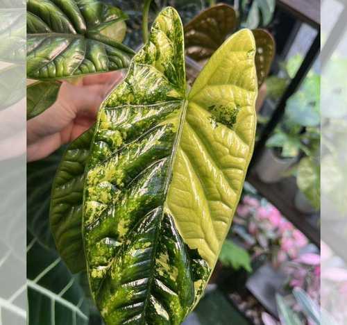 Alocasia Sinuata Albo / Mint