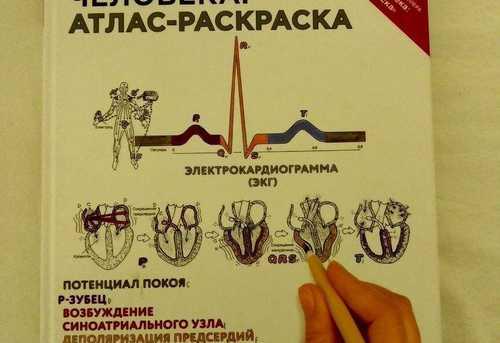 Физиология человека: атлас-раскраска. У. Кэпит