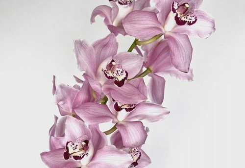 Орхидея (цимбидиум, фаленопсис)