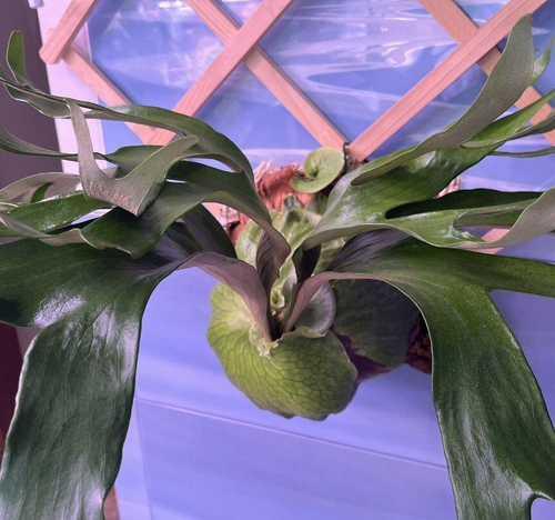 Platycerium madagascariense x alcicorne