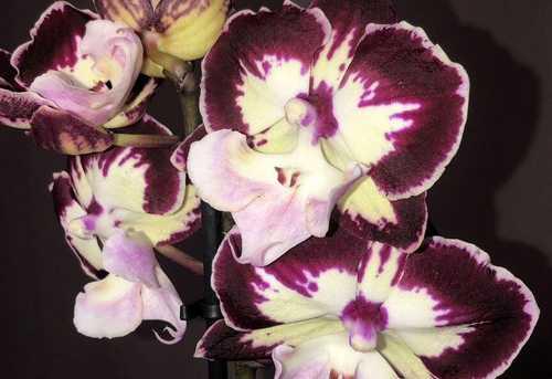 Восхитительная орхидея Tinkerbells Kizz