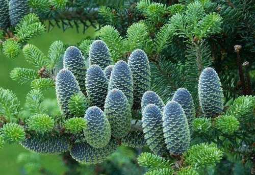 Пихта корейская Оберон (Abies koreana Oberon)