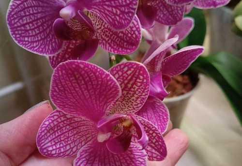 Орхидея Калипсо