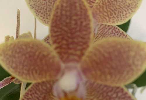 Орхидея фаленопсис Мастер Пис