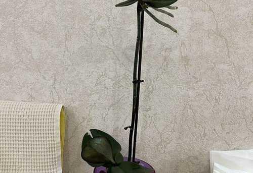 Орхидея Фаленопсис (детка)