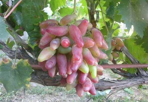 Саженцы столового винограда и ежевики