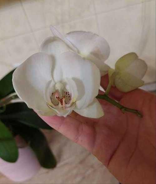 Орхидея фаленопсис детка