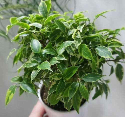 Фикус лавли