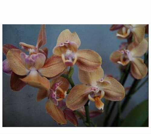 Цветущая орхидея фаленопсис Монако (пелорик)