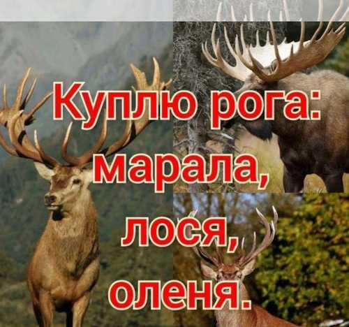 Рога Олень, Лось