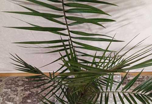 Финиковая пальма 110 см