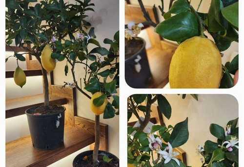 Лимонное дерево/лимон привитый с плодами к 8 марта