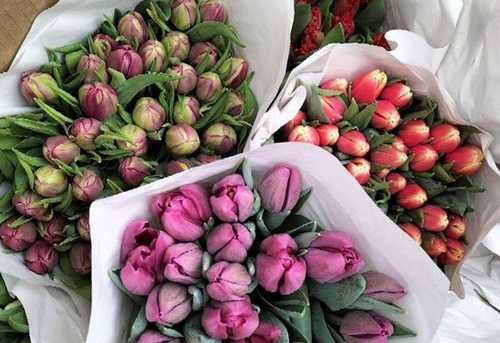 Цветы тюльпаны оптом