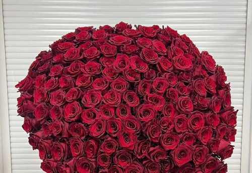 Супер большие букеты из роз 151 роза с доставкой