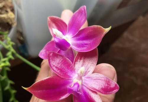 Орхидея Phal Miki red star