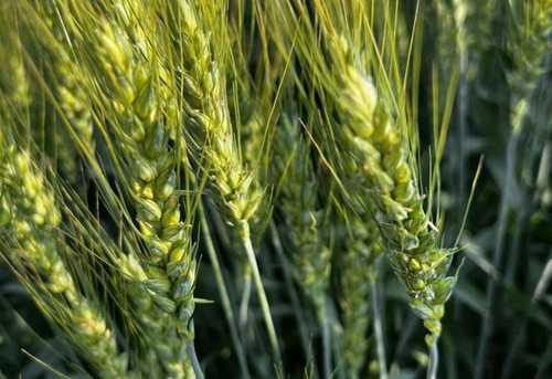 Семена пшеница Гранни рс-2