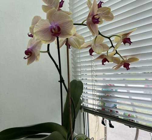 Орхидея фаленопсис гигант