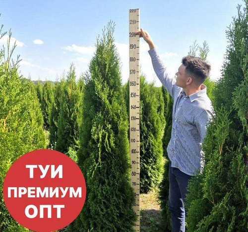Туя смарагд рост 156 см /опт розница до 50 шт