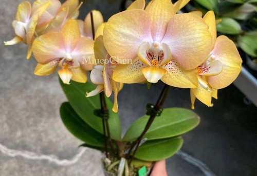 Орхидея mf 376 не цветёт