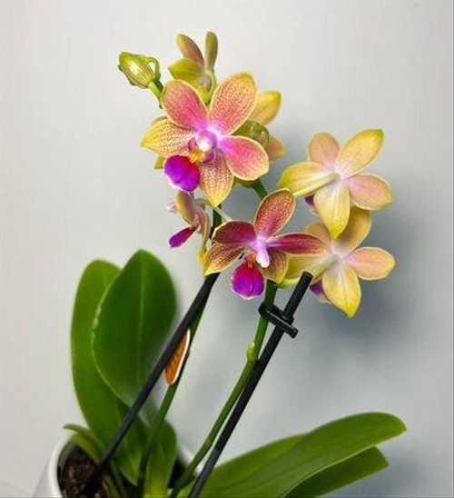 Орхидея ароматная голден санд