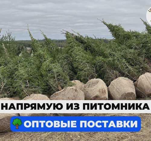 Ель, сосна, береза