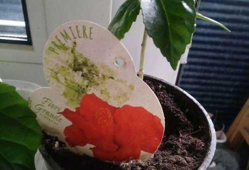 Гибискус китайская роза красный