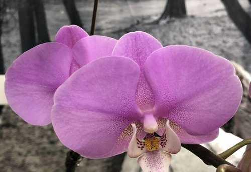 Орхидея фаленопсис Taisuco Anna сортовая Азия