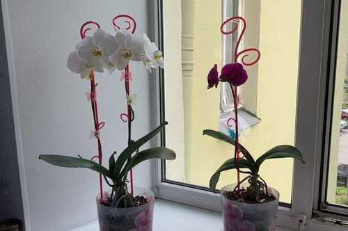 Цветы в горшочках Орхидеи