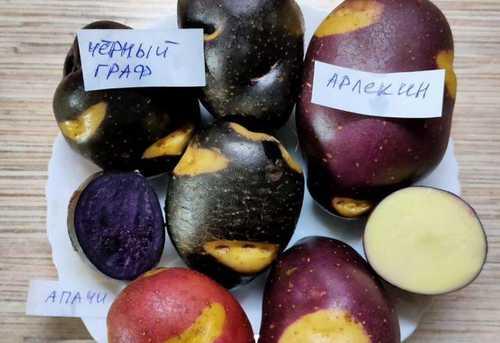 Картошка с улыбкой, цветная и обычная (на семена)