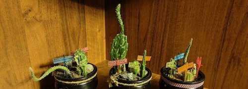 Композиции из кактусов. Пустынный сад