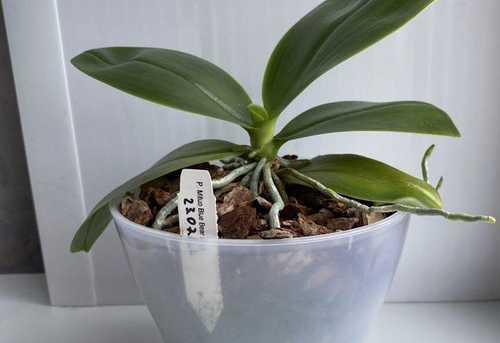 Орхидея Phal. Mituo Blue Bear M-5