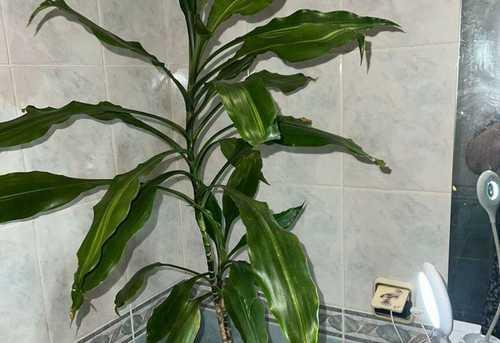 Драцена комнатное декоративное растение с горшком