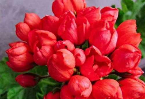 Розебудные И тюльпановидные пеларгонии