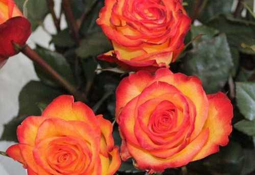 Саженцы красивых роз "хай меджик" оптом по России