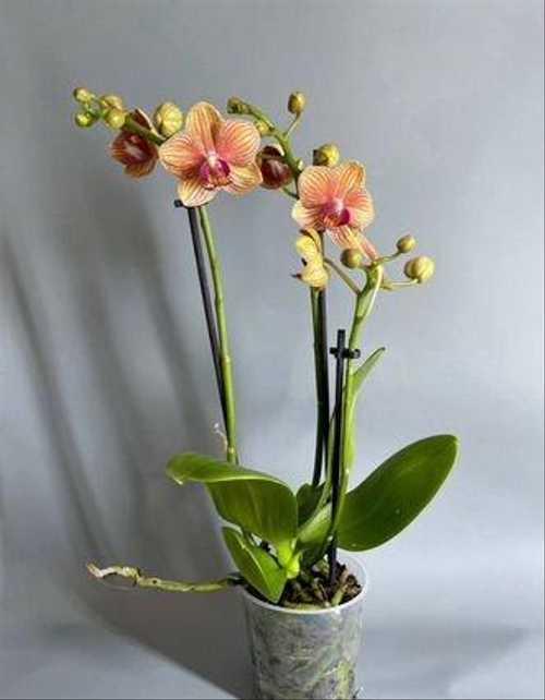 Орхидея фаленопсис малышка 3 цветоноса, отцвела