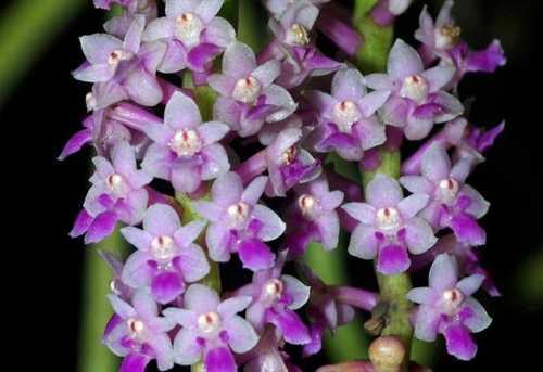 Орхидея Smitinandia micrantha