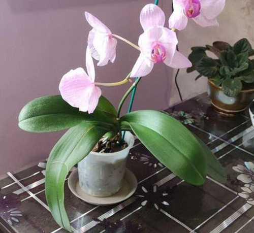 Орхидея фаленопсис. Фиалка