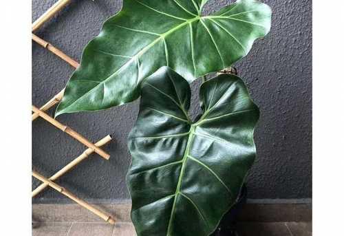 Филодендрон максимум / Philodendron maximum