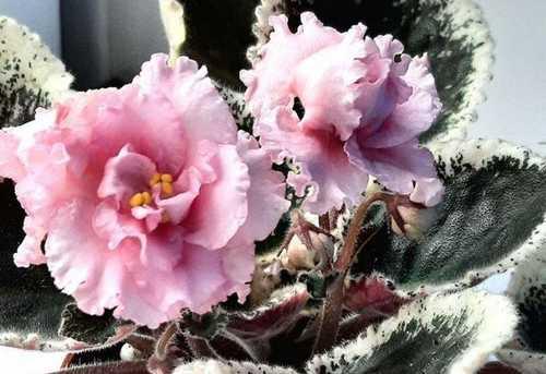 Взрослая цветущая фиалка сорт ле Одалиска