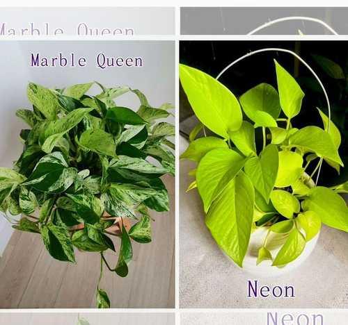 Эпипремнум Marble Queen & Neon