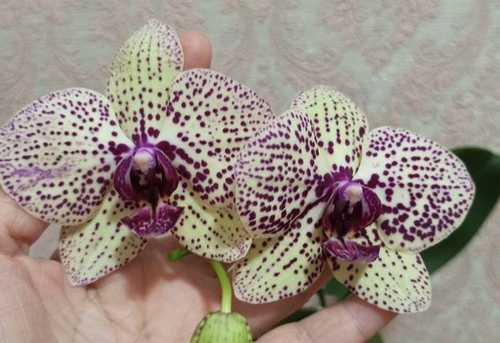 Орхидея Фаленопсис Клеопатра