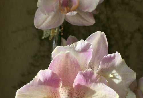 Орхидея фаленопсис бабочка пелор