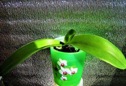 Молодая орхидея