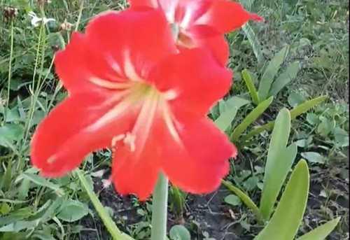 Цветы Гиппеаструм амариллис луковицы
