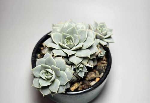 Echeveria Ruzz в керамике