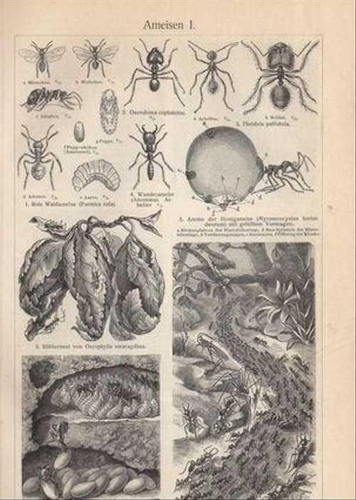 Гравюра. Муравьи и муравейники. 19 век