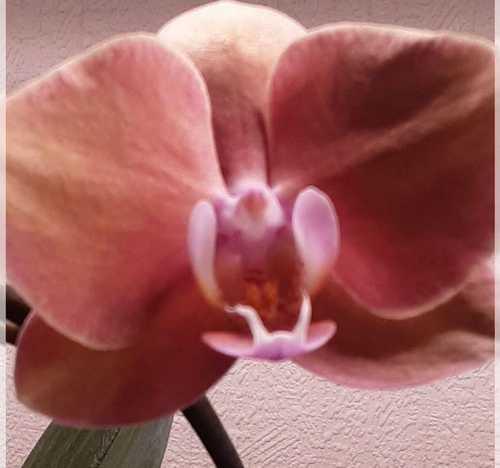 Орхидея фаленопсис