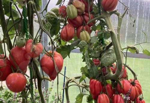 90 сортов, Семена томаты/помидор- набор 1